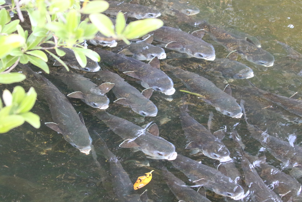 Sea Mullet (Mugil cephalus) - Marine Life Identification