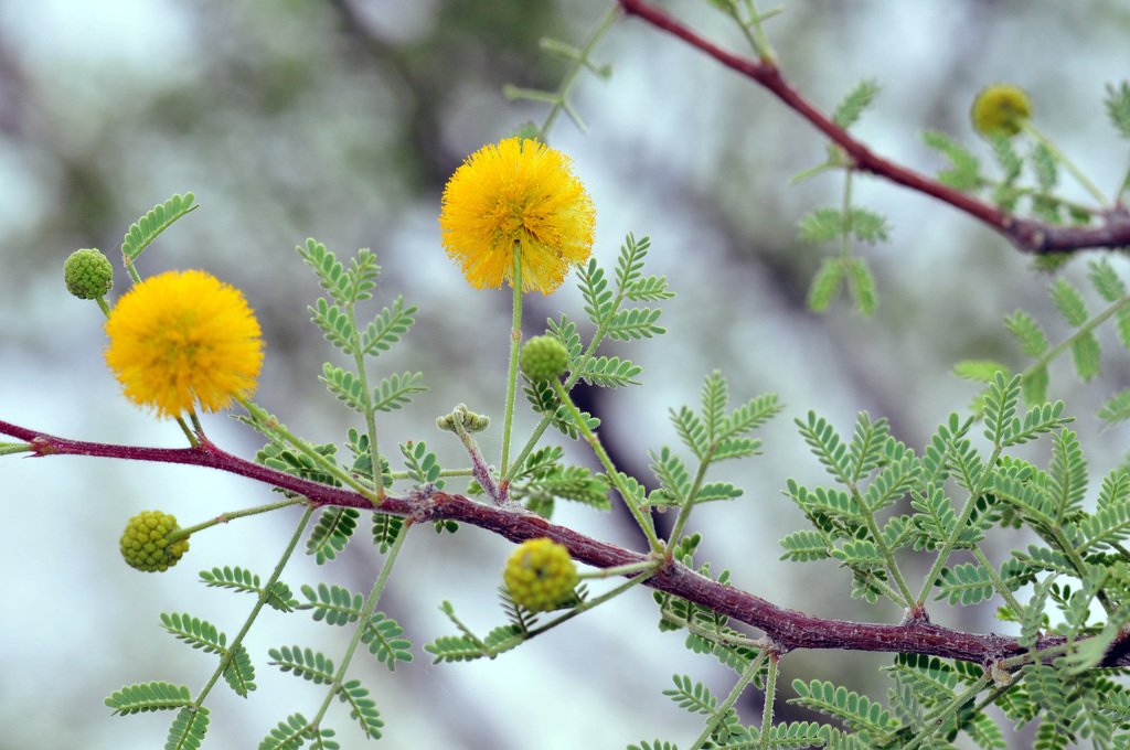 whitethorn acacia (Vachellia constricta) - Botanical Realm