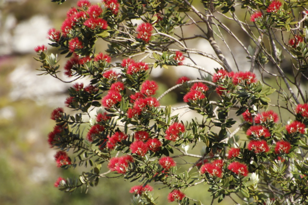 Pōhutukawa from Constantia Neck Jeep Track (lookout to swtichback ...