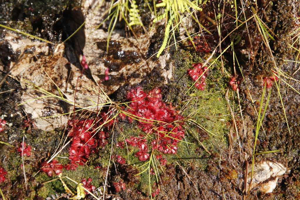 Alice Sundew from Constantia Neck Jeep Track (swtichback to Cecilia ...