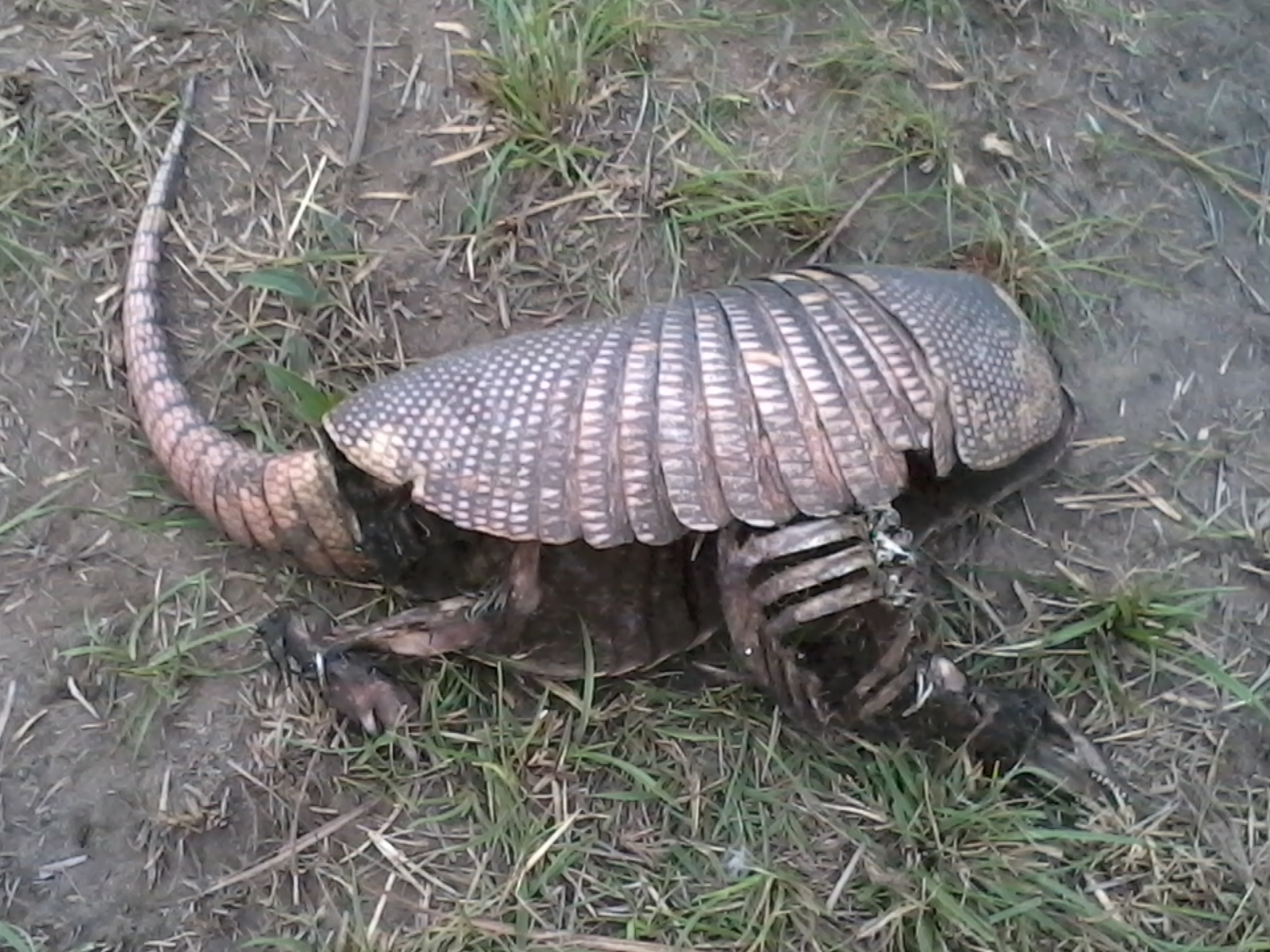 Dasypus kappleri Krauss, 1862