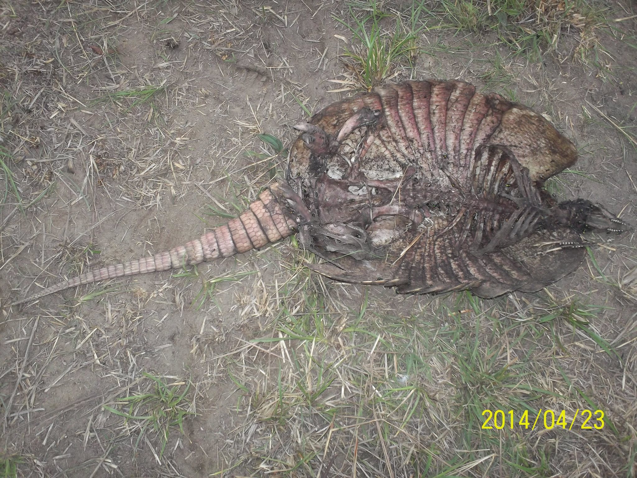 Dasypus kappleri Krauss, 1862