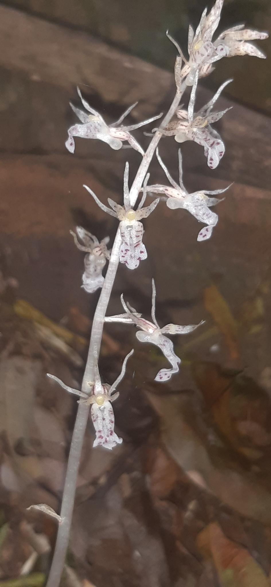 Epipogium roseum (D.Don) Lindl.