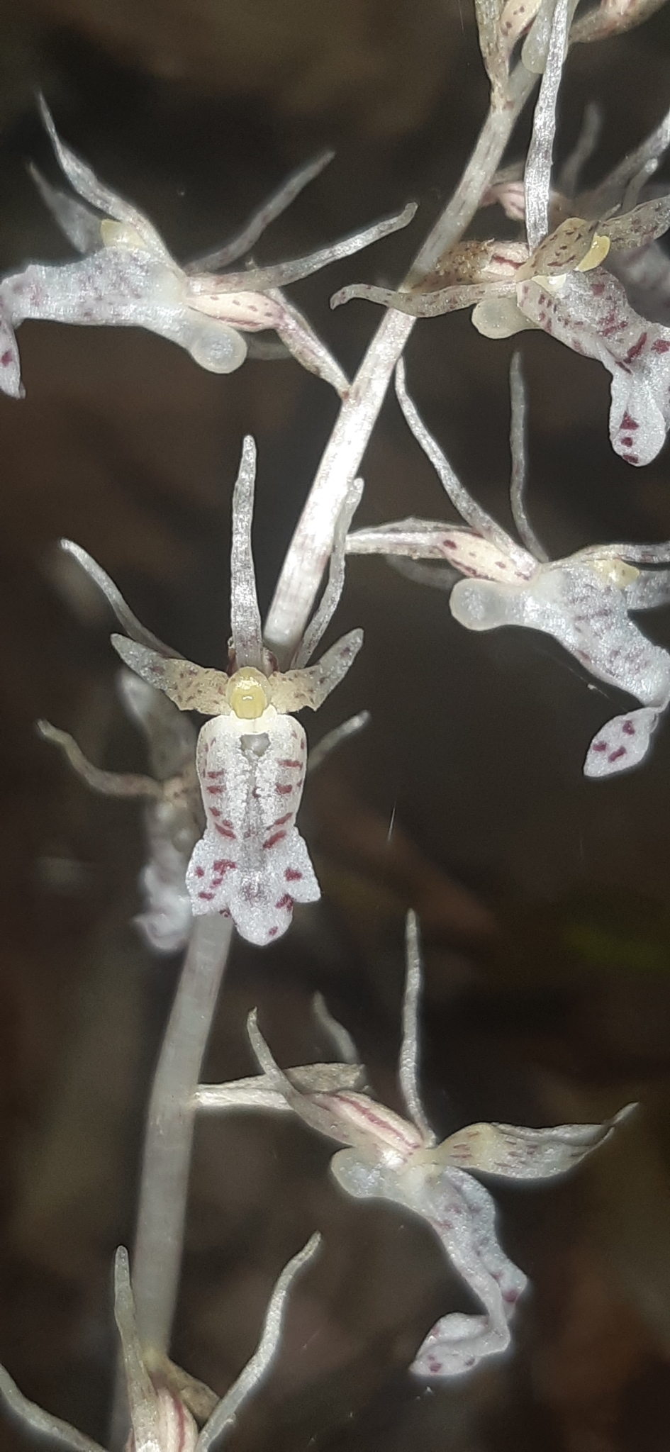 Epipogium roseum (D.Don) Lindl.