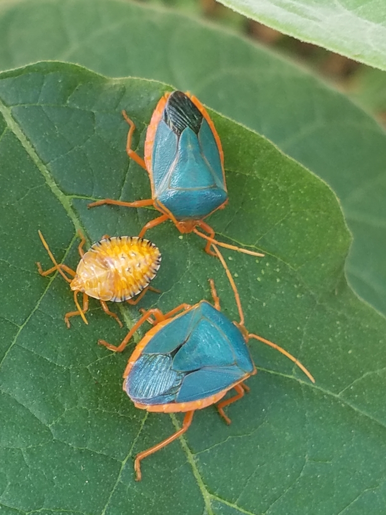 Red-bordered Stink Bug from Centro on January 8, 2022 at 08:53 AM by ...