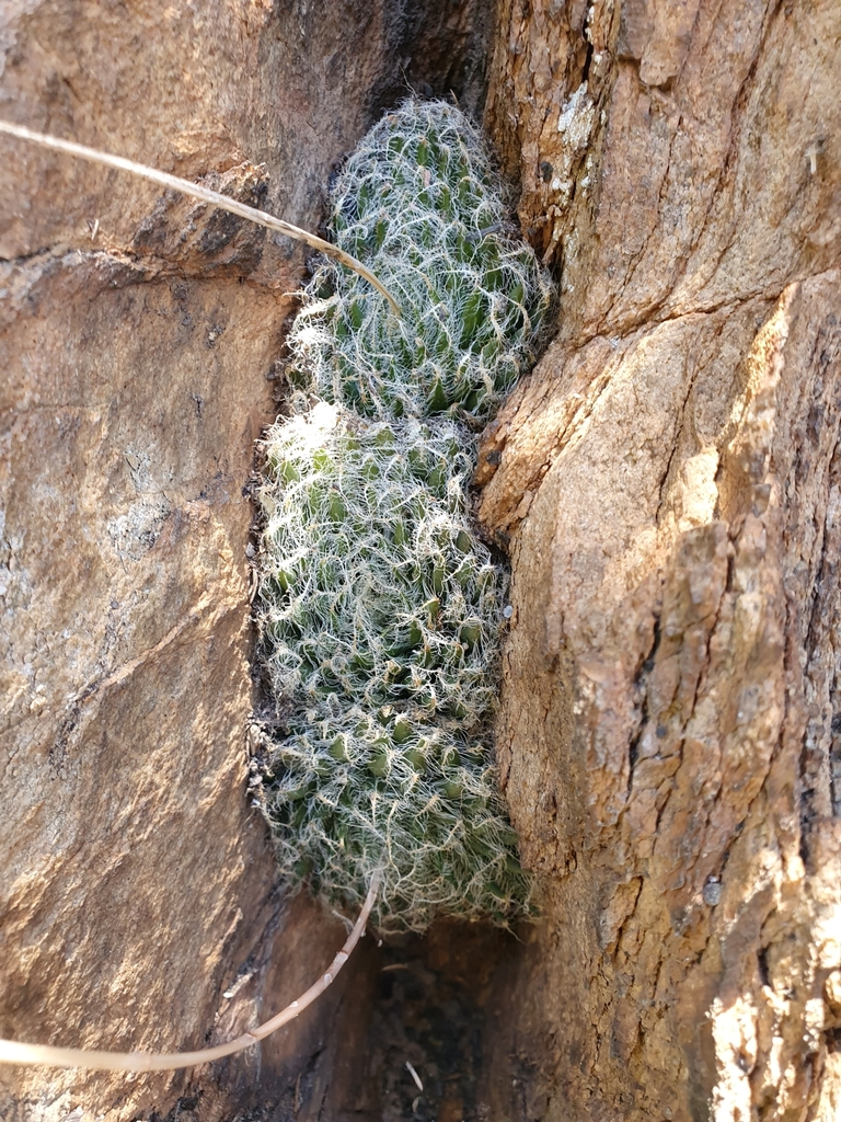 Spiderweb Haworthia from Eden, ZA-WC, ZA on January 8, 2022 at 01:03 PM ...