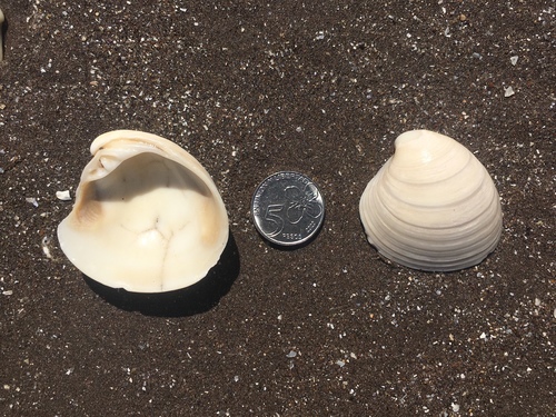 Pitar rostratus · iNaturalist