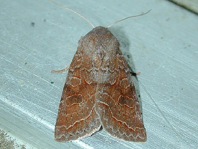 Subdued Quaker from Ward Pound Ridge, Westchester County, NY, USA on ...