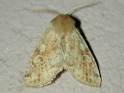 Ruby Quaker from Ward Pound Ridge, Westchester County, NY, USA on April ...