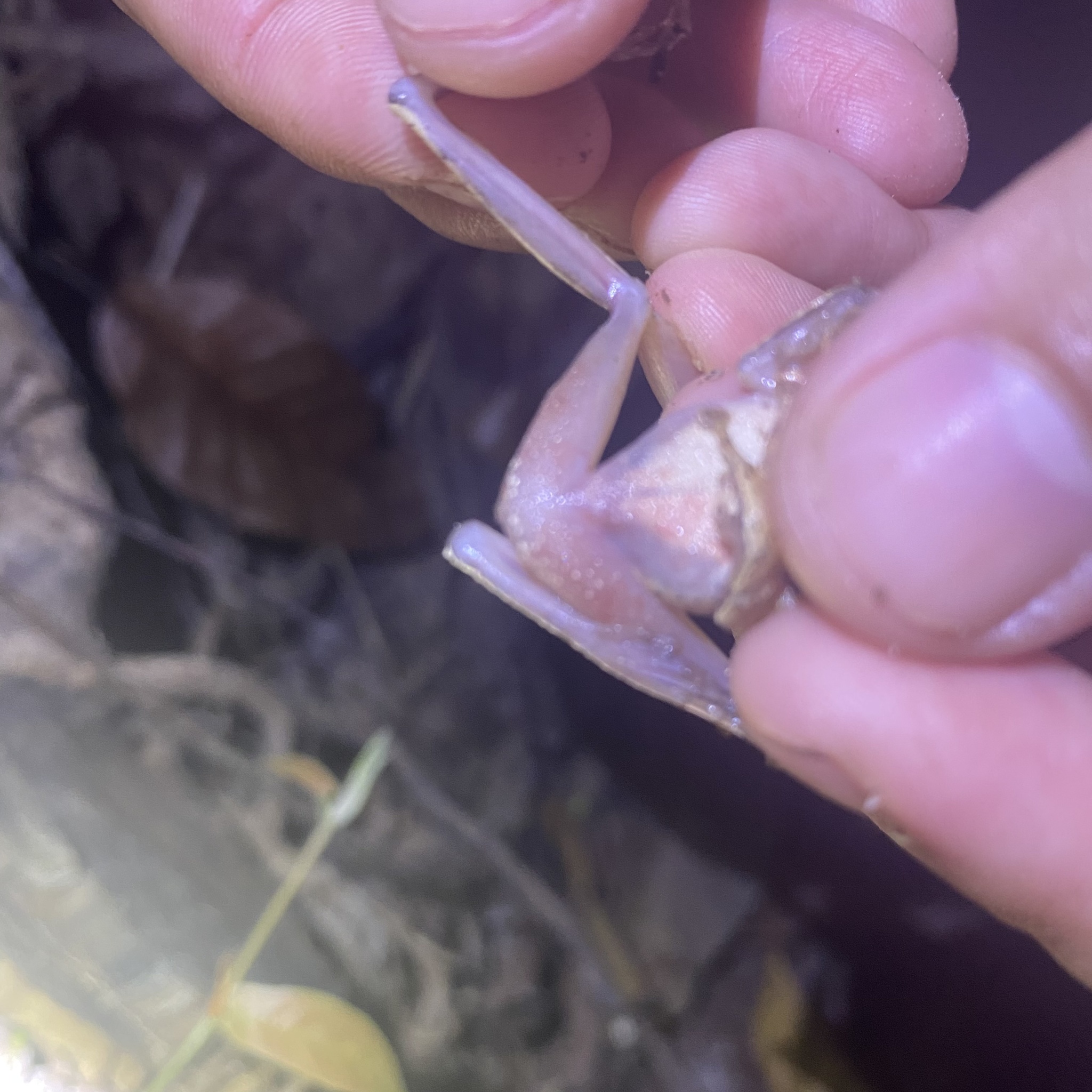 Polypedates discantus Rujirawan, Stuart & Aowphol, 2013