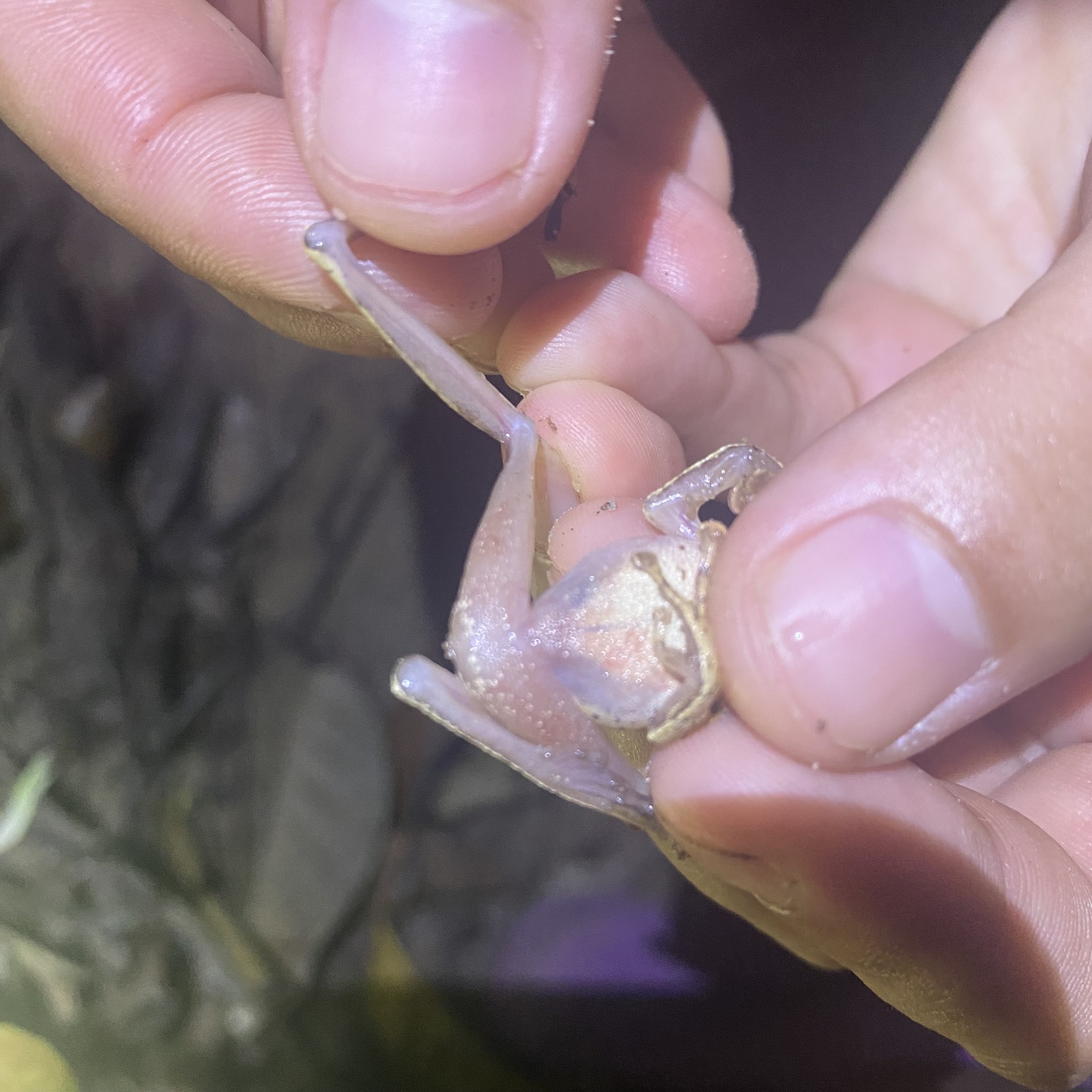 Polypedates discantus Rujirawan, Stuart & Aowphol, 2013