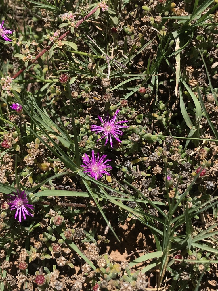 Mouse Dewfig from De Rustica farm; De Rust on January 8, 2022 at 12:39 ...