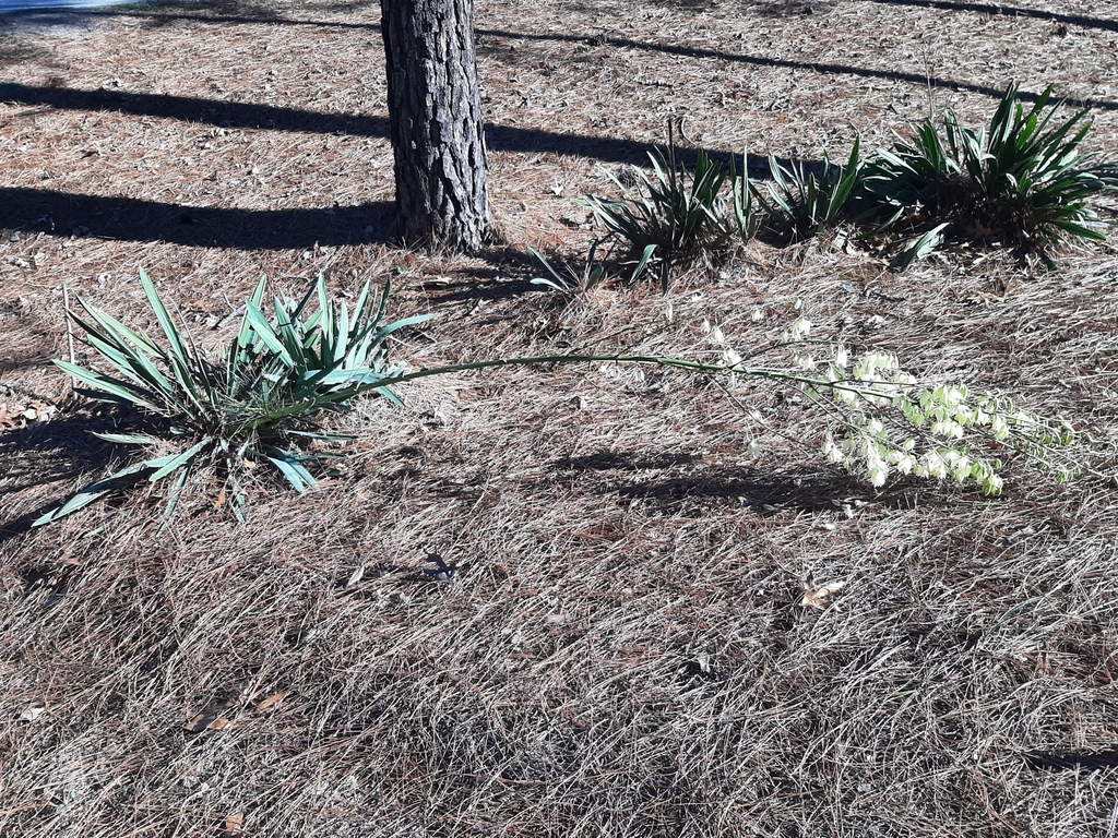 common yucca from Columbia, SC 29229, USA on January 08, 2022 at 10:32 ...