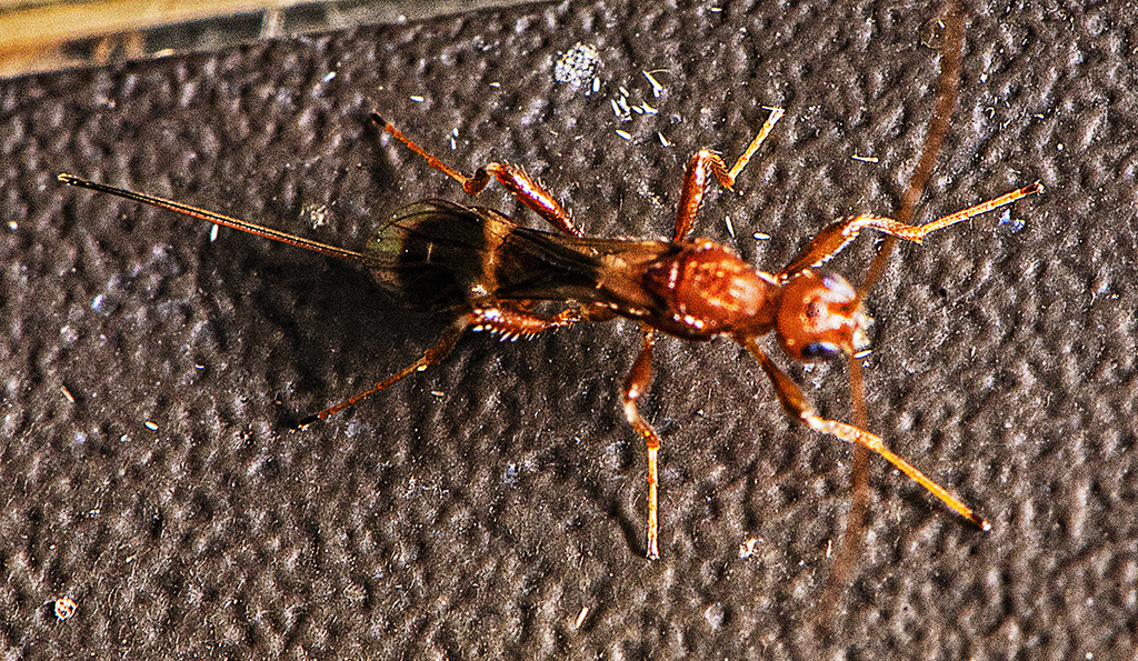 Spathius elegans from Canyon Lake, TX, USA on June 17, 2021 at 10:00 PM ...