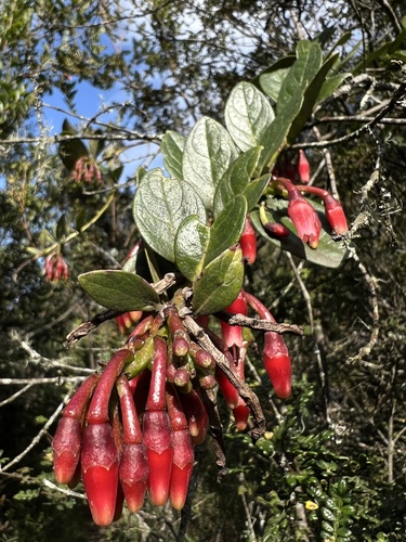 Macleania rupestris · iNaturalist