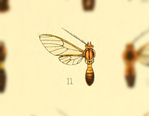 Abrochia consobrina · iNaturalist
