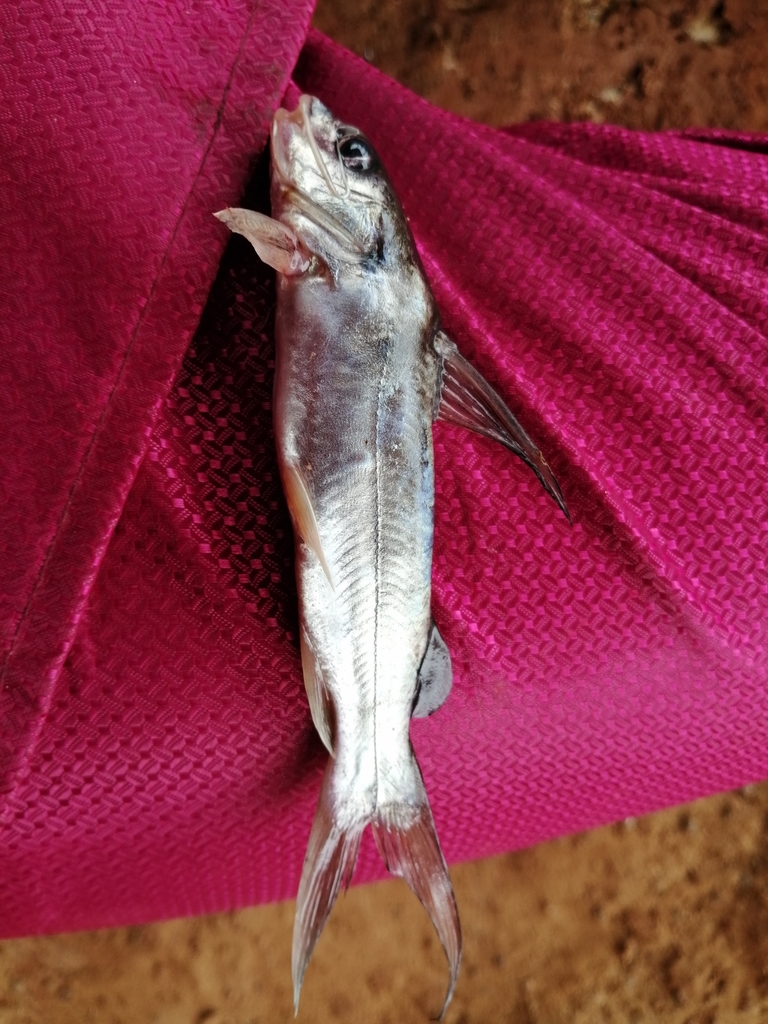 Chrysichthys nigrodigitatus from San-Pédro, Côte d'Ivoire on June 24 ...
