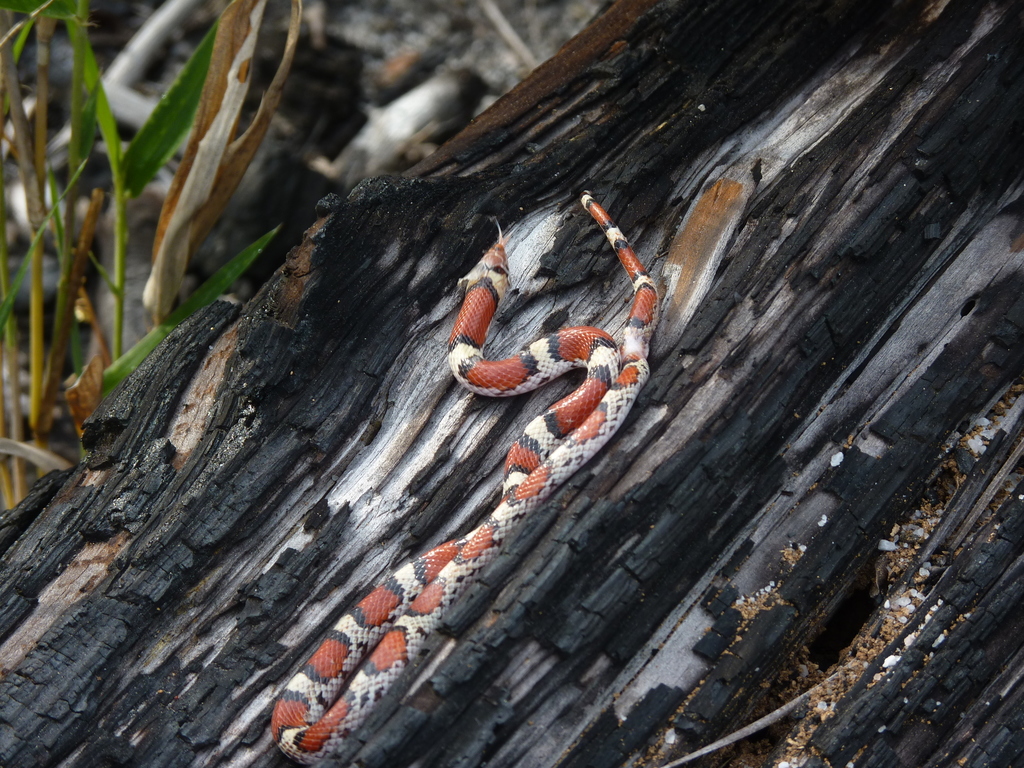 Northern Scarletsnake in May 2018 by Nate Hartley · iNaturalist