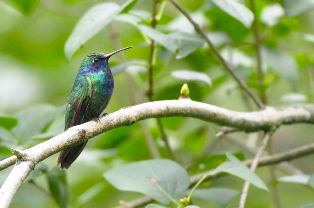 Mexican Violetear in September 2021 by oliverpatrick · iNaturalist