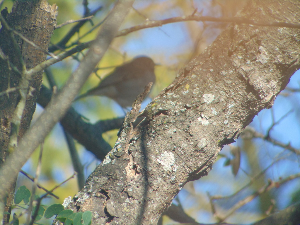 Hermit Thrush from El Ranchito, 67300 Santiago, N.L., México on ...