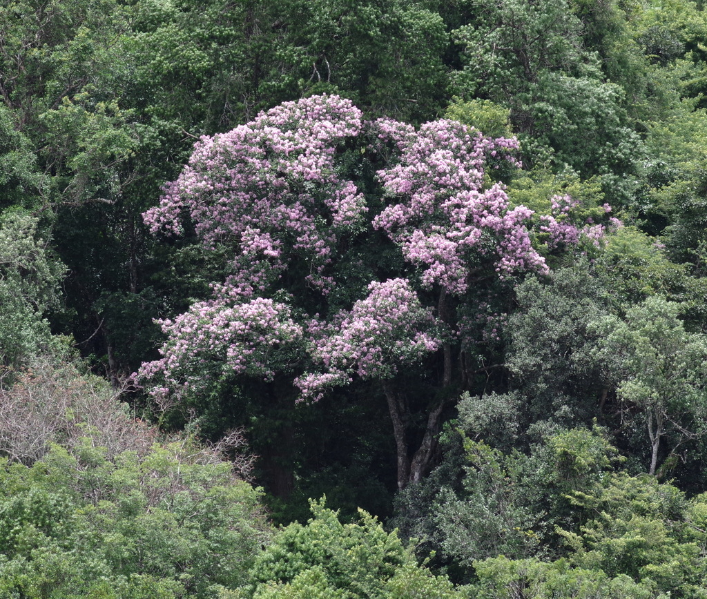 Cape Chestnut (Knysna - Locally Indigenous Trees Available in the Trade ...