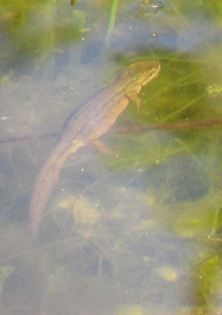 Southern Smooth Newt in April 2021 by Jacopo Cristoni. Habitat ...