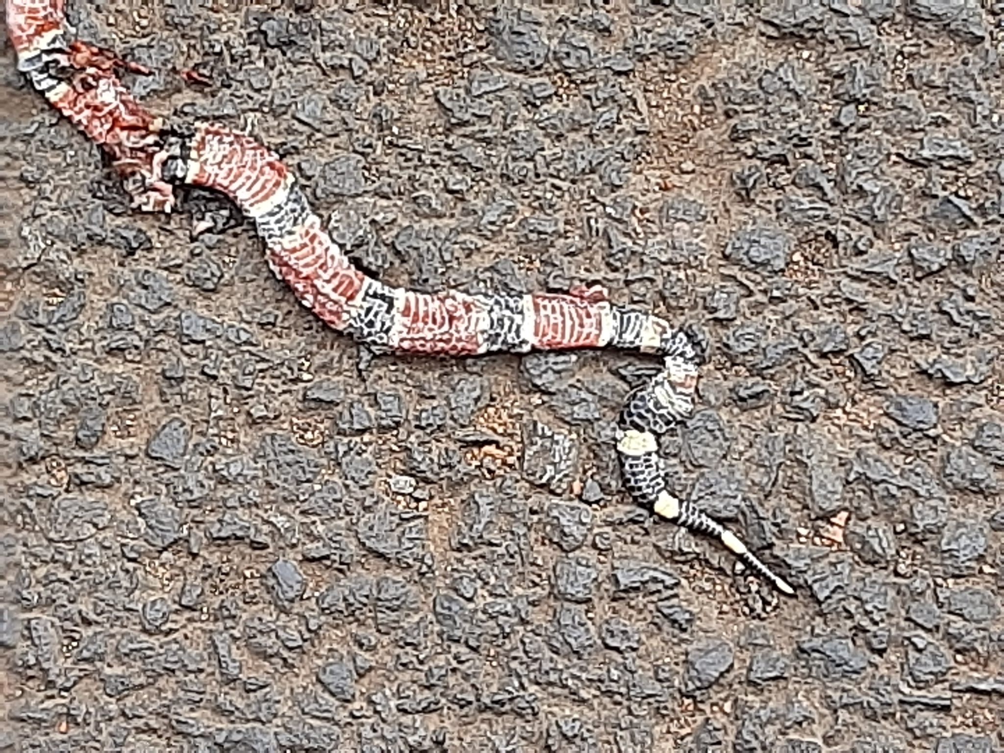 Micrurus nigrocinctus (Girard, 1854)