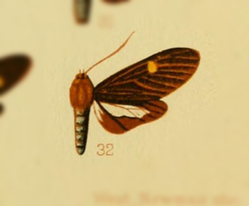 Aclytia hoffmannsi · iNaturalist