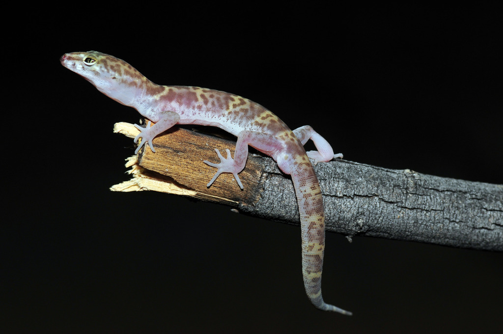 Western Banded Gecko from Kofa National Wildlife Refuge, AZ, USA on ...