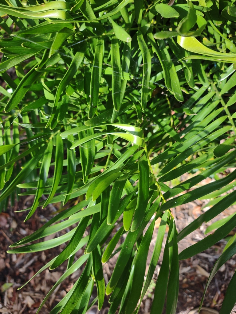 Coontie from JUPITER INLET, FL 33469, USA on January 08, 2022 at 01:52 ...