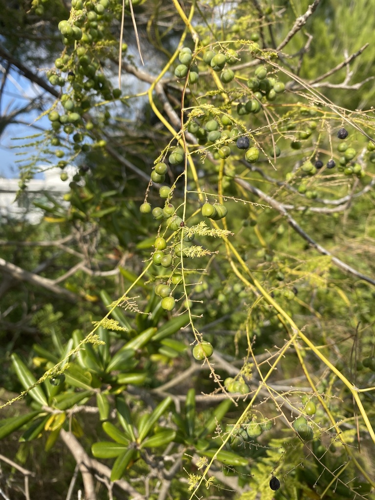 Common Asparagus Fern from Hopkins Wilderness Park, Redondo Beach, CA ...