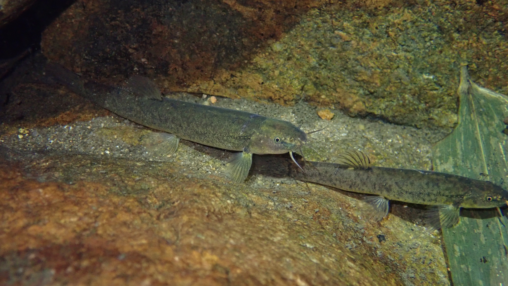 Oreonectes Günther, 1868