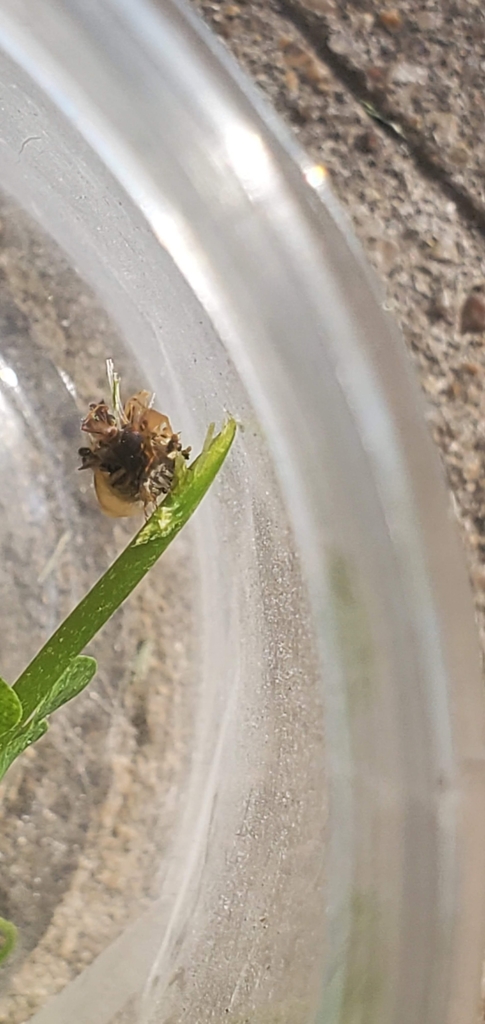 Insects from Dallas, TX 75218, USA on September 20, 2021 by Jennifer ...