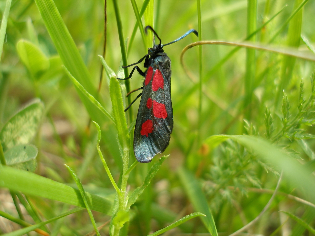 New Forest Burnet from Eskilstuna S, Sverige on July 04, 2006 at 12:25 ...