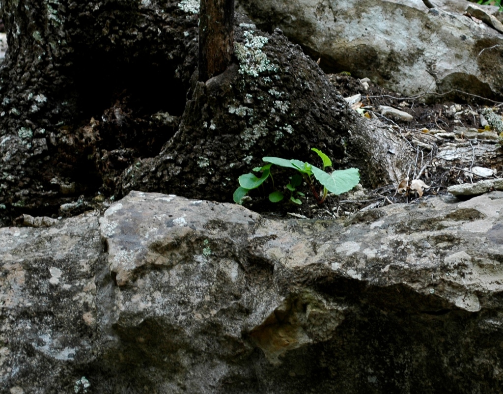 Canyon rattlesnake root in April 2015 by Nancye Saunders Drukker. saw 2 ...