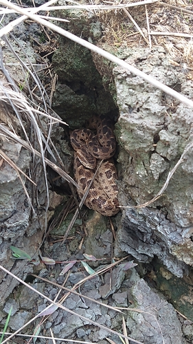 Cerrado Lancehead (Bothrops lutzi) · iNaturalist