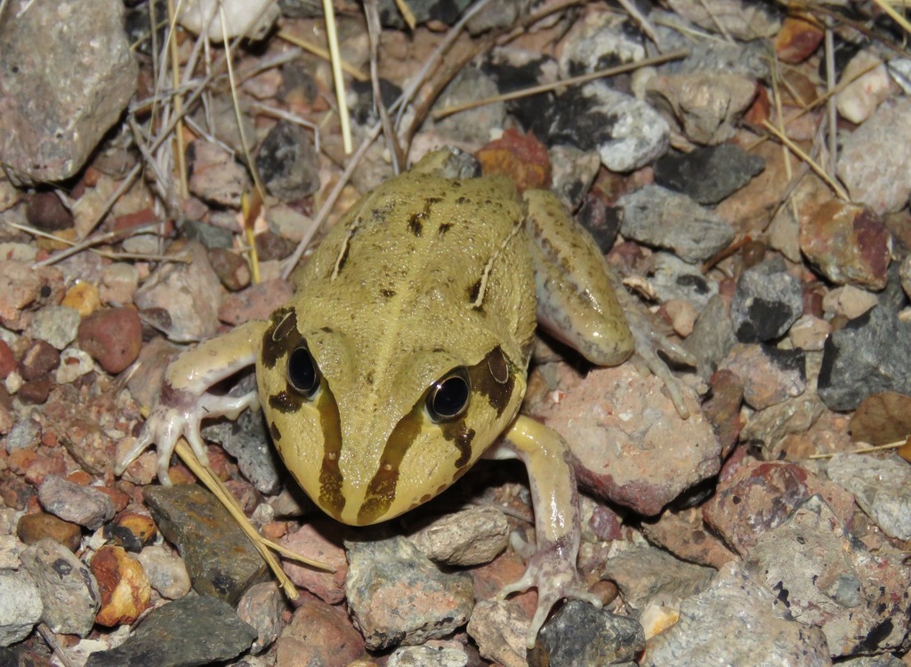 New Holland Frog from Croydon QLD 4871, Australia on March 26, 2019 by ...