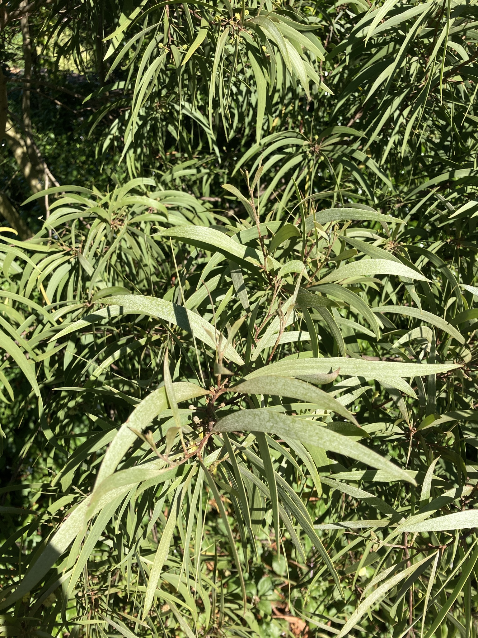 Acacia koaia Hillebr.