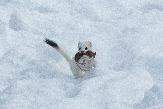American Stoat from Meaford, ON, CA on January 08, 2022 at 03:00 PM by ...