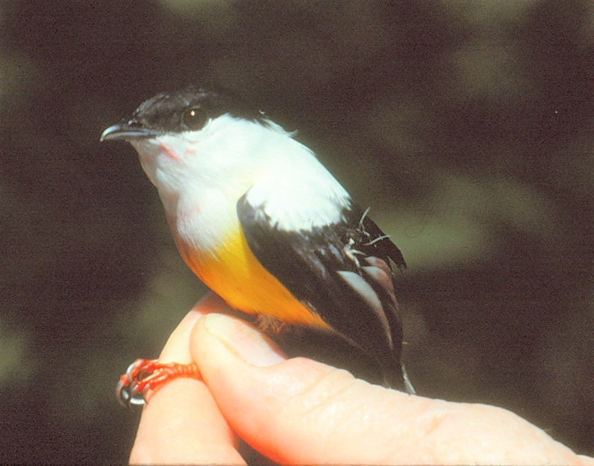 White-collared Manakin from La Selva Biological Station on May 5, 1993 ...