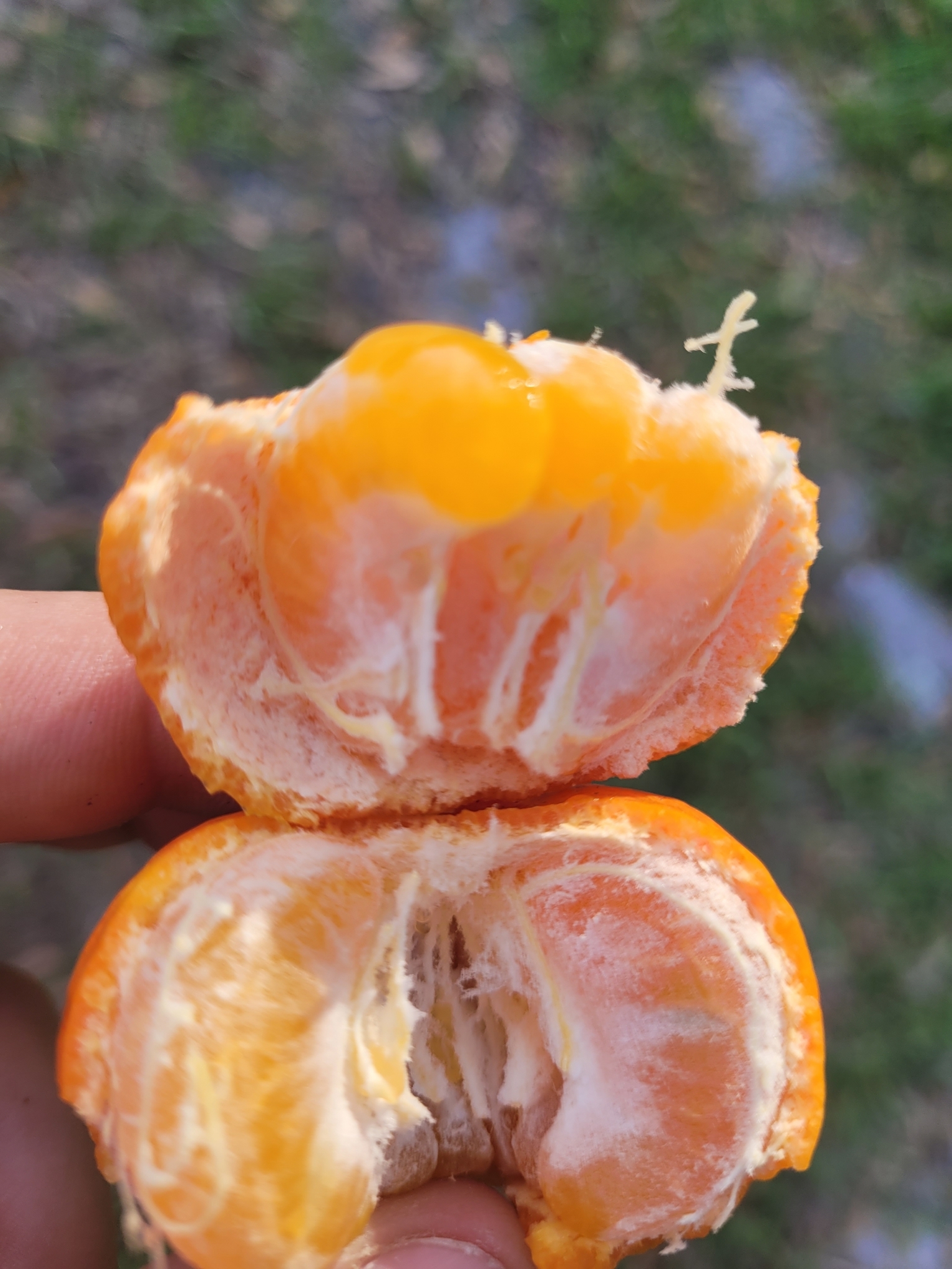 Citrus reticulata Blanco