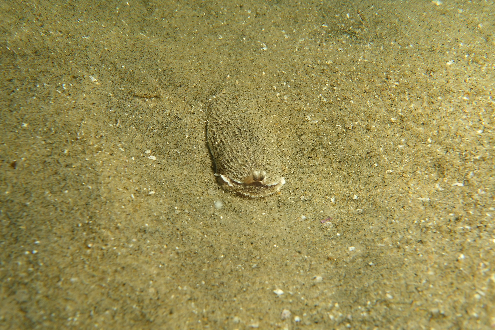 Armina californica (J.G.Cooper, 1863)