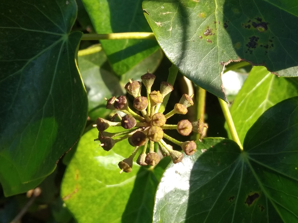 Azores Ivy (Hedera azorica) - Botanical Realm