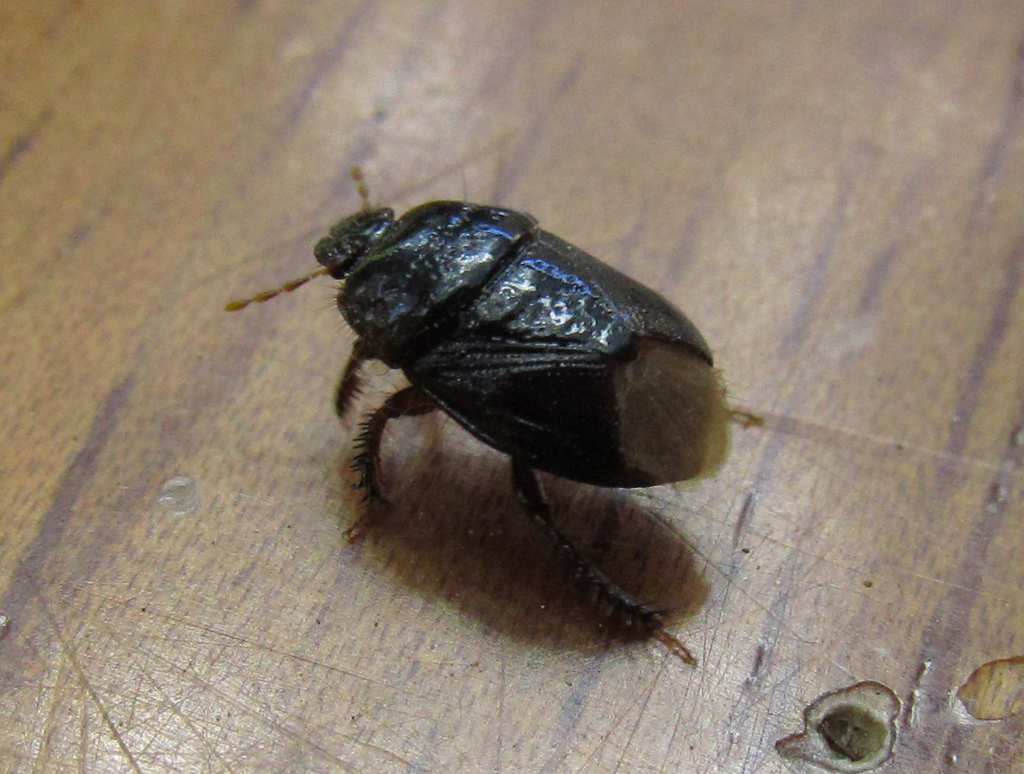 Burrowing Bugs from Bahía Blanca, Provincia de Buenos Aires, Argentina ...