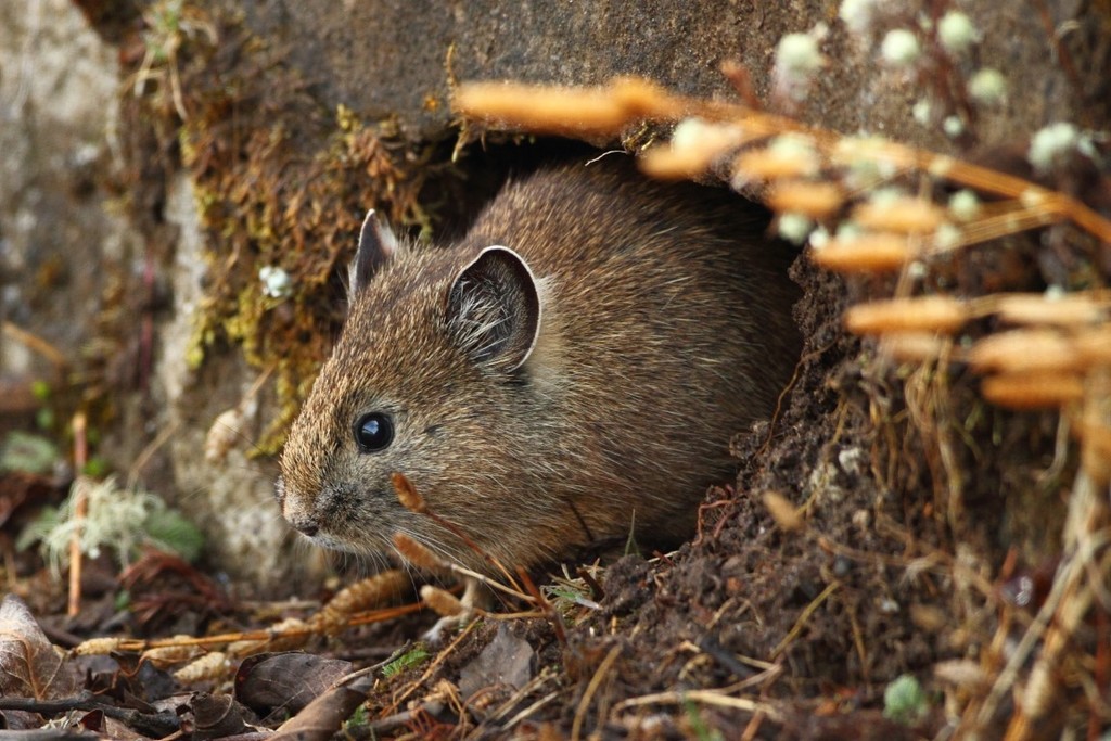 Large-eared Pika (Ochotona macrotis) - Know Your Mammals