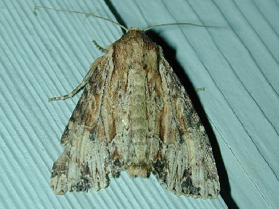 Wood-colored Apamea Moth from Bedford Audubon Society, Katonah, NY, USA ...