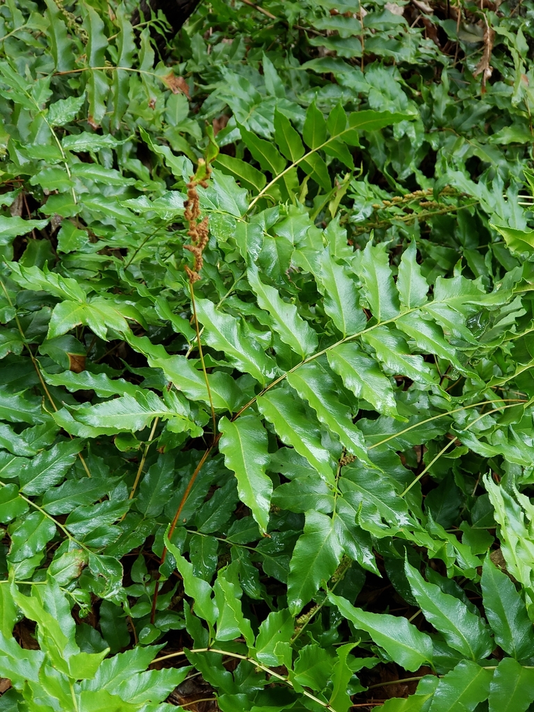 Mexican Flowering Fern from Helotes, TX 78023, USA on January 8, 2022 ...