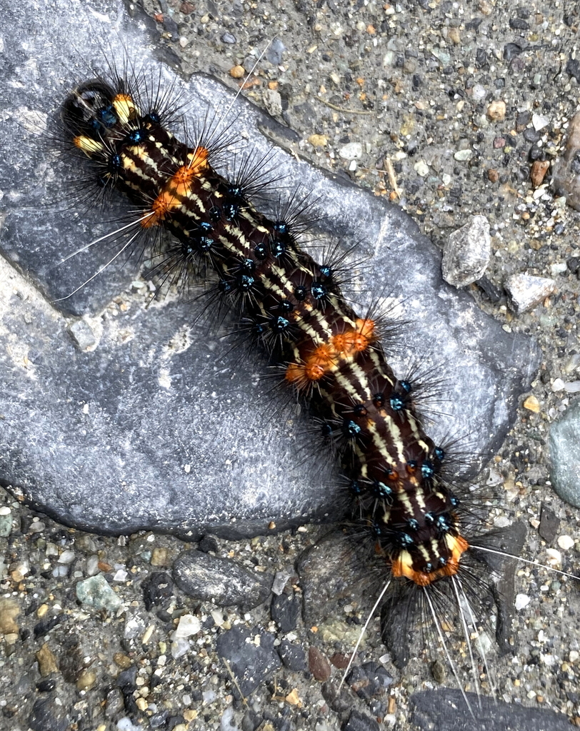 Butterflies and Moths from Cabanas San Isidro, Quijos, Ecuador on ...