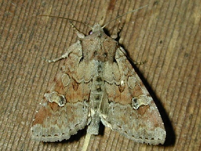 Bordered Apamea Moth from Bill Paterson Nature Center, Muttontown ...