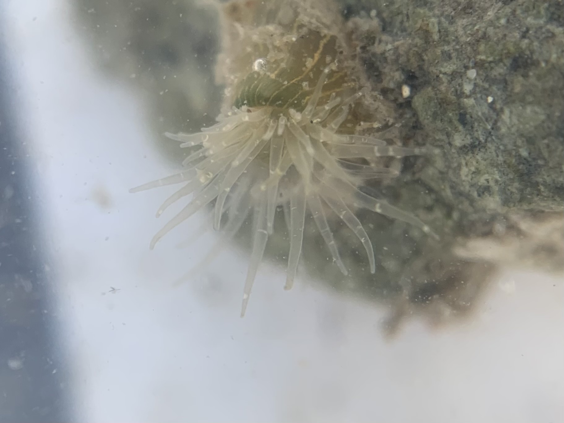 Diadumene lineata (Verrill, 1869)